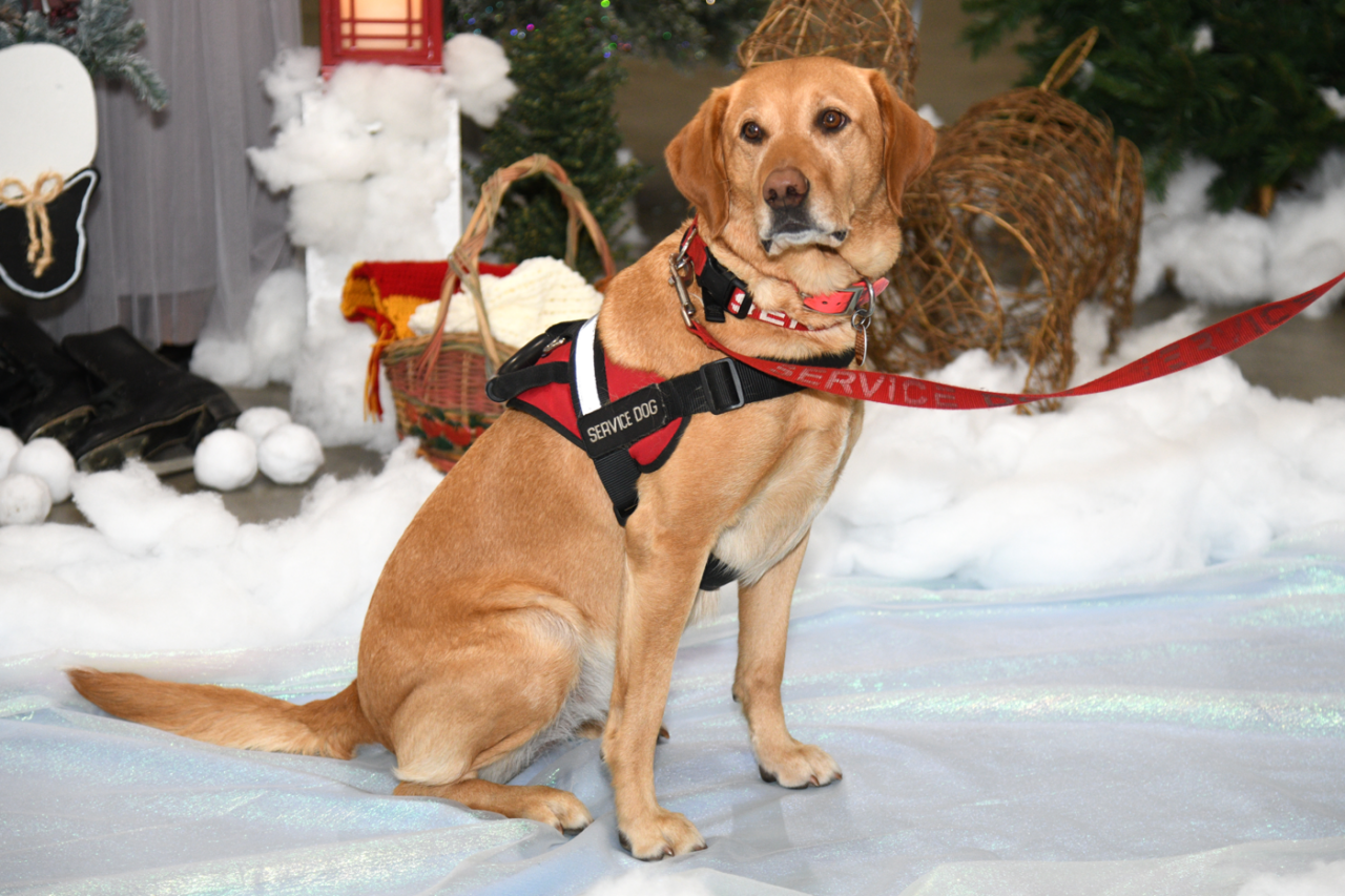 Service Dogs | PA Grand Chapter - Order of the Eastern Star